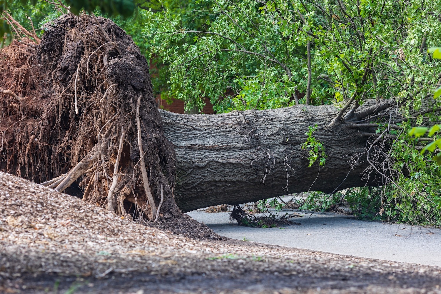 Mitigating Wind Damage & Protecting Property from… | All-Clean USA