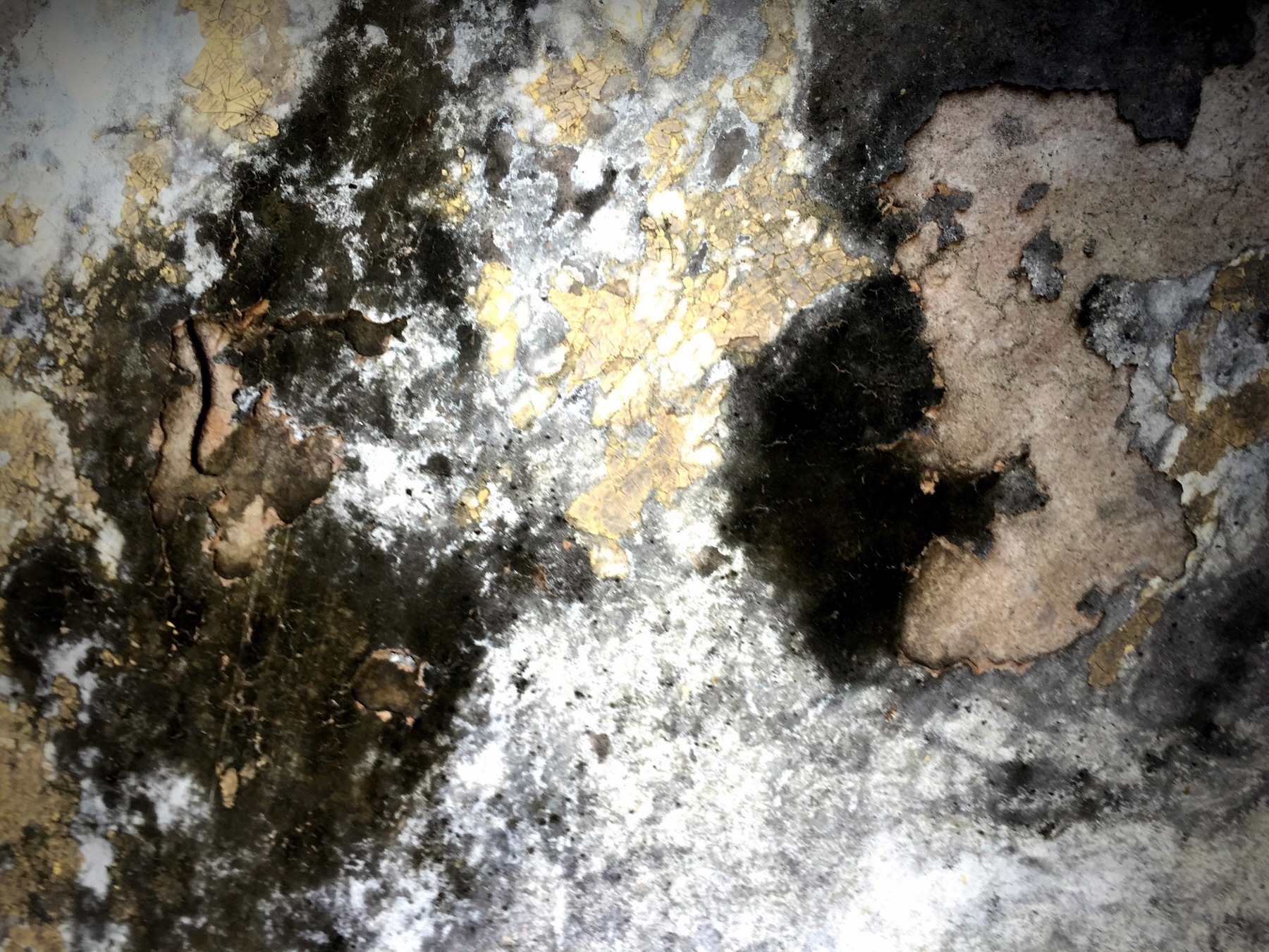 Protect Your Home | Understanding Mold Signs, Risks,… | All-Clean USA